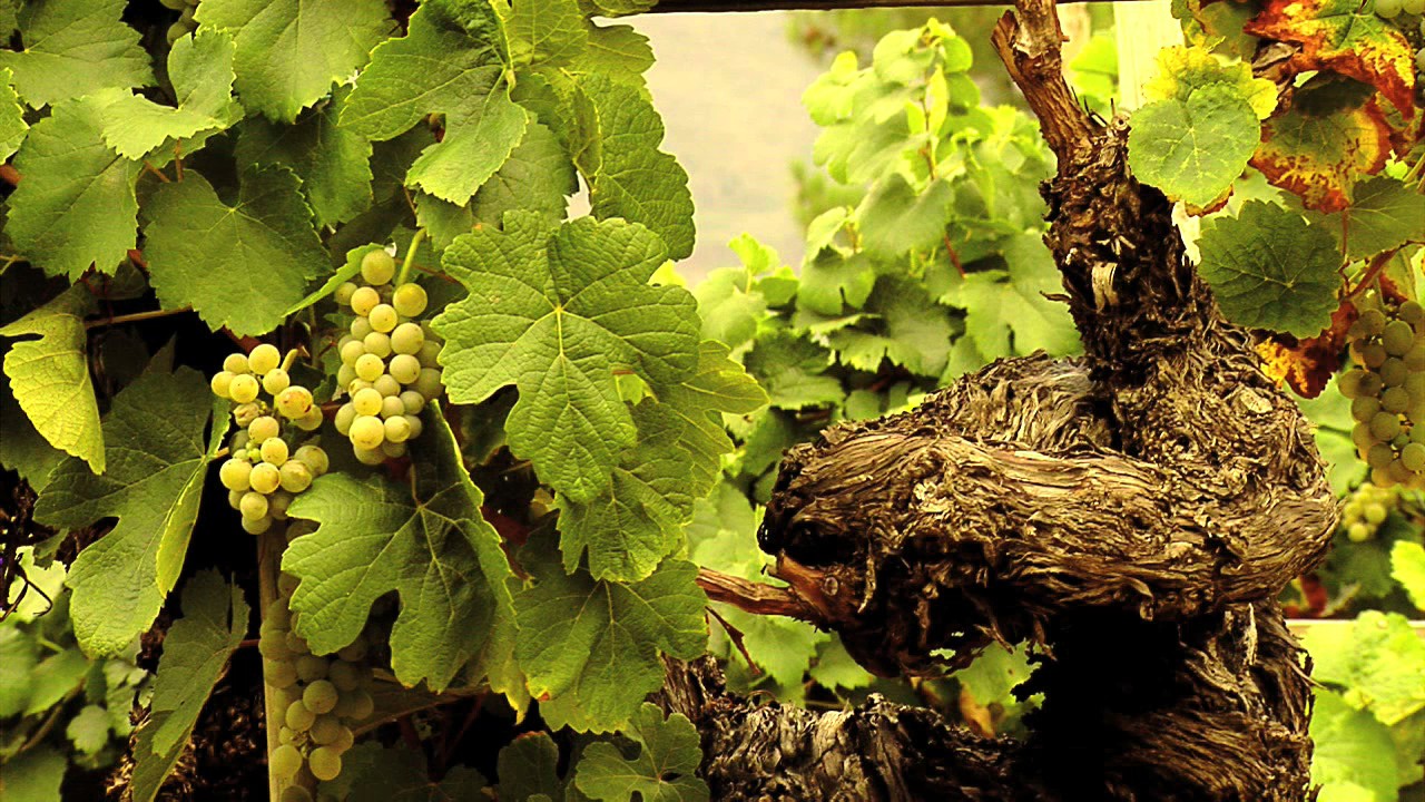Discovering the Delightful Wines of Galicia: Albariño and Godello