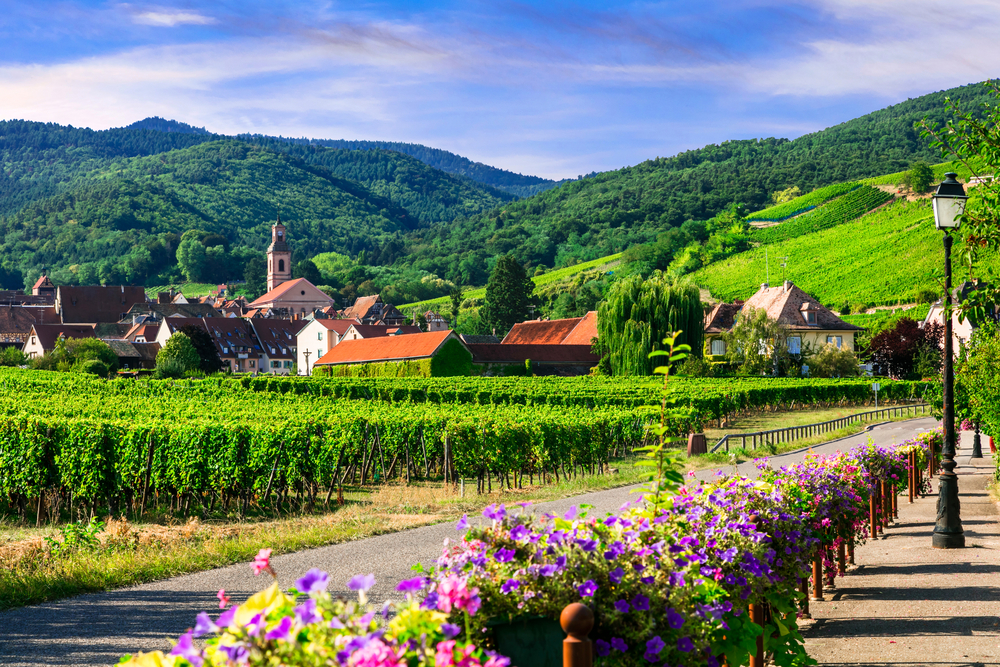 The Wines of Alsace a Hidden Treasure » Cellar Tours