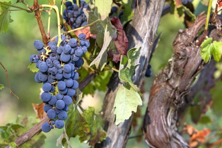 Croatina Grape Variety: A Taste of Italy's Wine Heritage