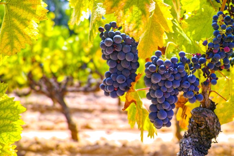 The Mystique of the Mourvèdre Grape Variety