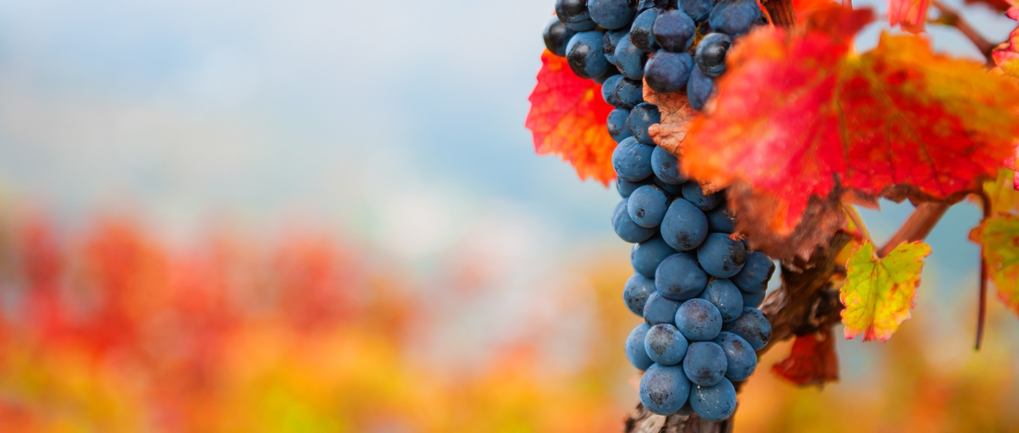 Exploring the Baga Grape Variety: Portugal's Hidden Gem