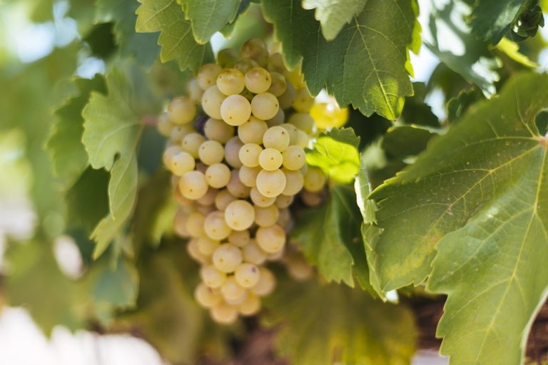 Exploring the Versatility of Malvasía de Rioja Grape Variety