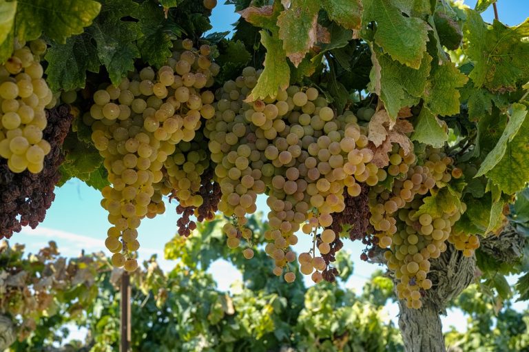 Palomino Grape Guide: The White Grape Behind Sherry