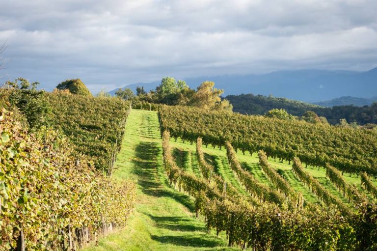 Jurançon's Best-Kept Secret: The Petit Manseng Grape Variety