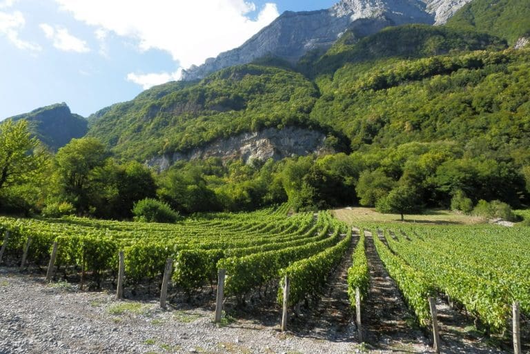 An In-depth Guide to French White Wines by Region | Cellar Tours™