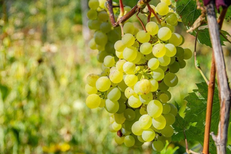 Exploring the Semillon Grape Variety: A Bordeaux Perspective