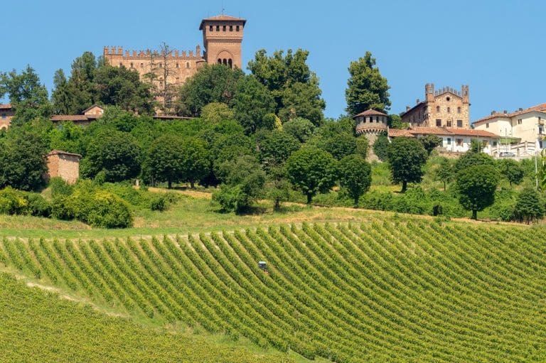 Cortese Grape: Discover the Versatility of Italy's Hidden Gem