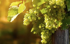 The Allure of Fiano Grape Variety: A Taste of Campanian History