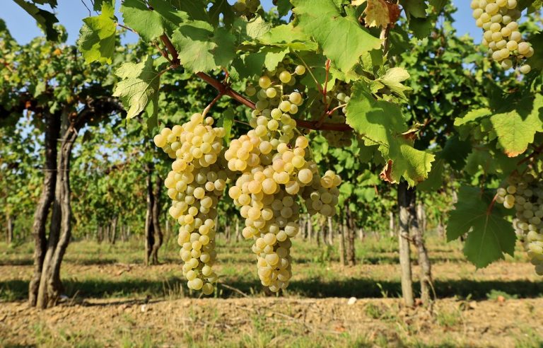The Enchanting Wines of Friulano Grape Variety (Sauvignonasse)