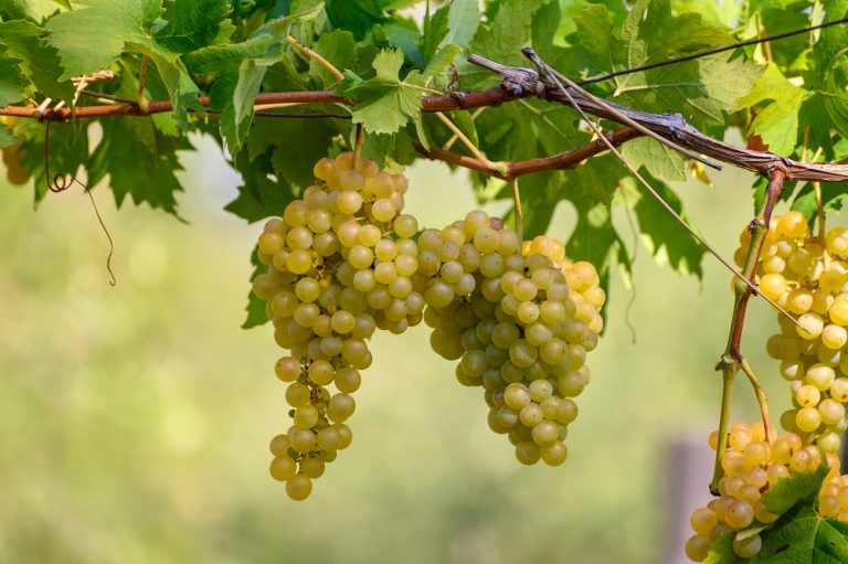 Grillo Wine Guide: Sicily’s Fresh White Grape Explained