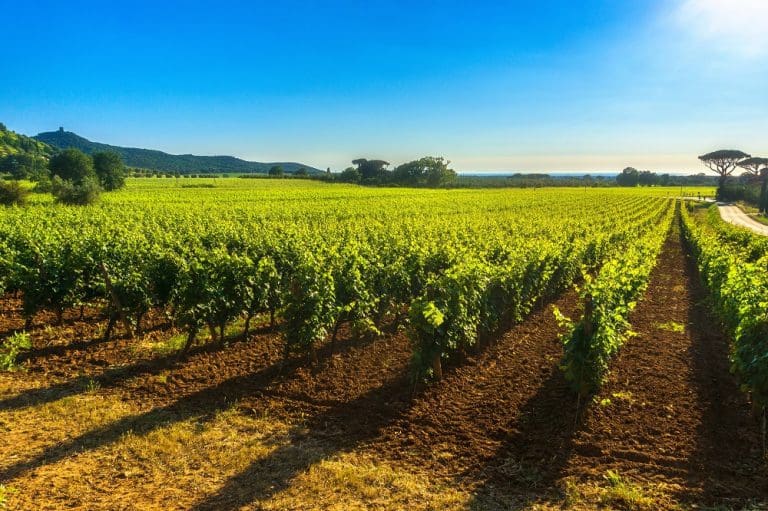 Discover the Versatility of Inzolia Grape Variety