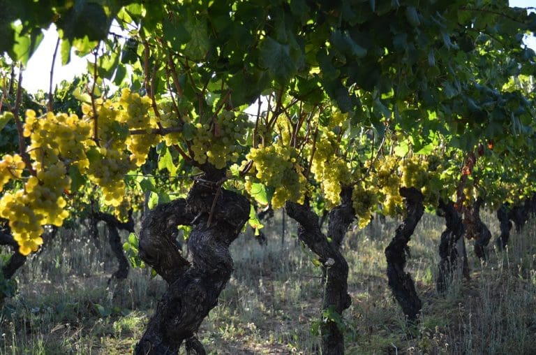 Discover the Delightful Bical Grape Variety