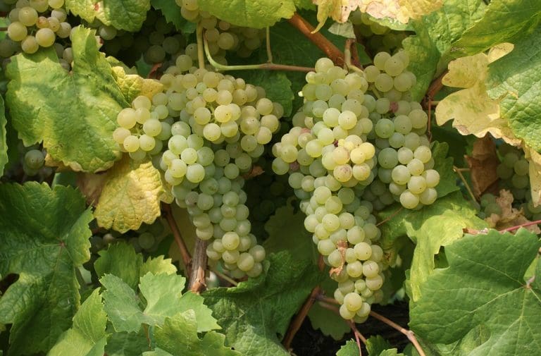 Discover the Delightful Loureiro Grape Variety