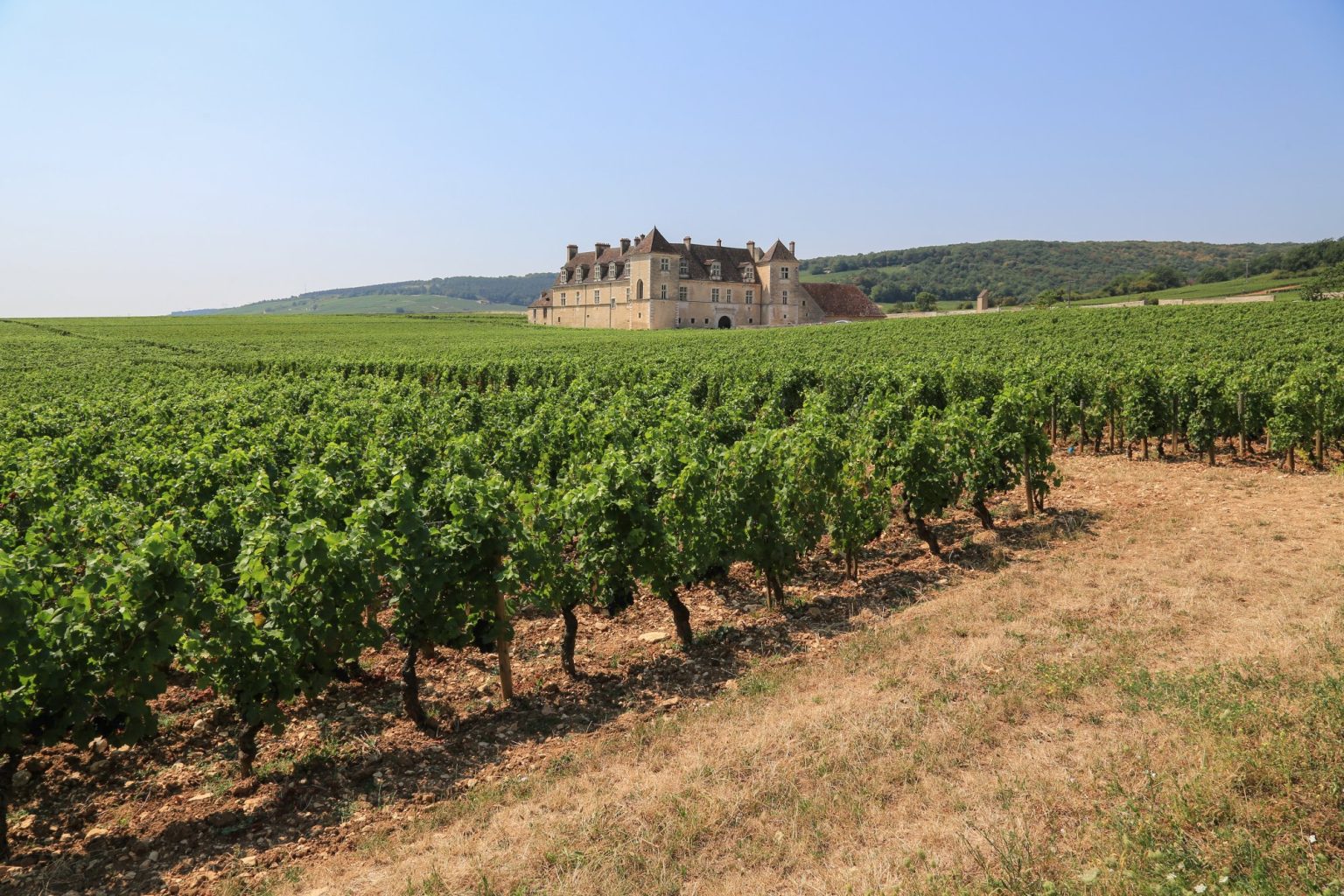 Demystifying Burgundy Wine Classifications
