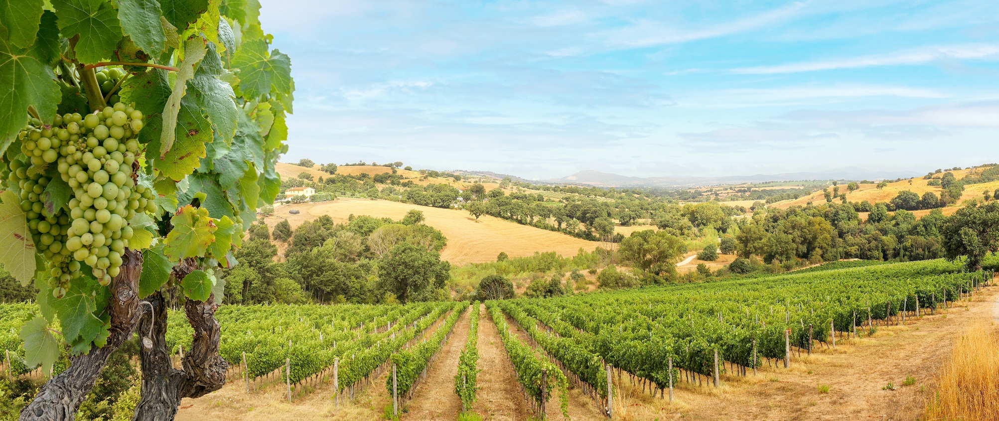 Itata Wine Region | a Guide by Cellar Tours