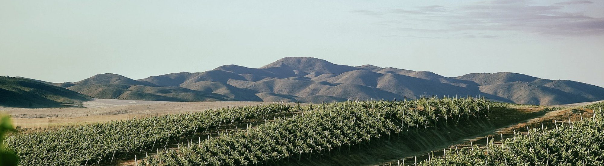 Limarí Valley Wine Region | a Guide by Cellar Tours™