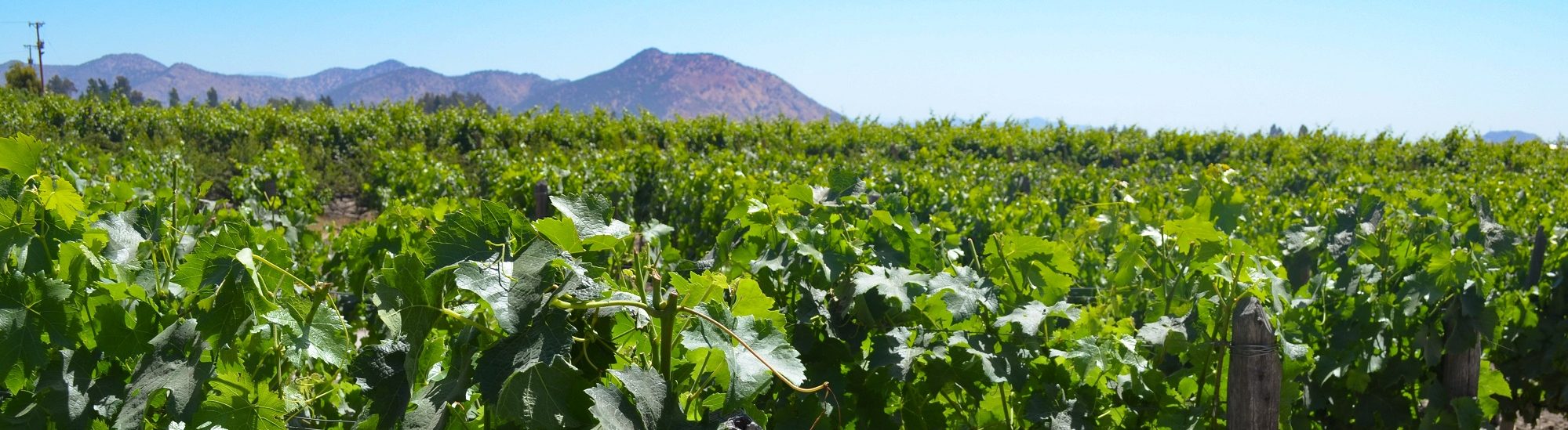 Rapel Valley Wine Region | a Guide by Cellar Tours