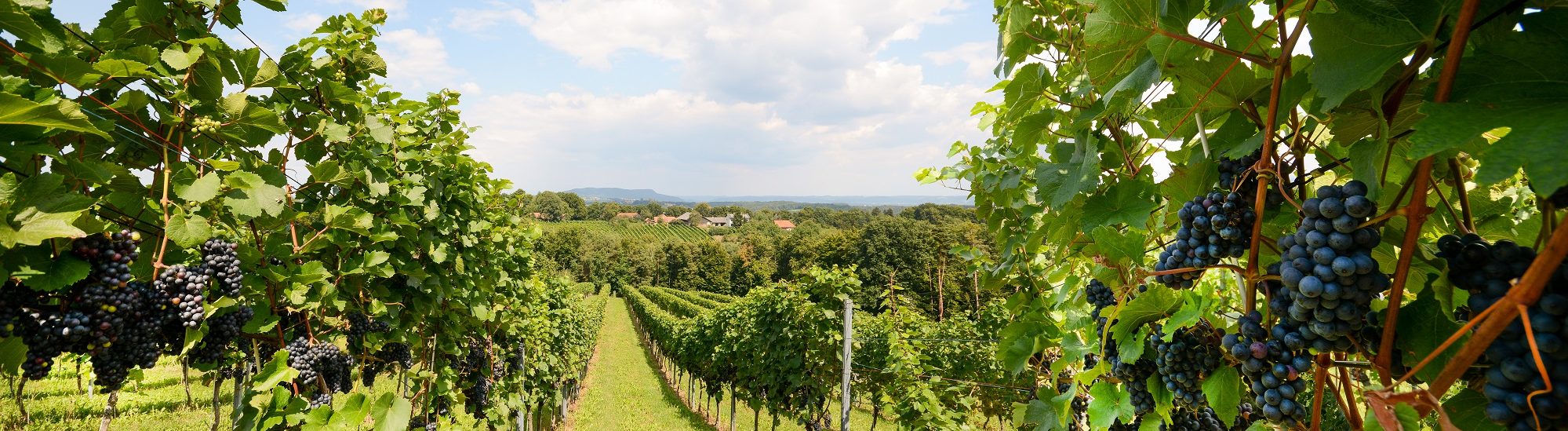 Curicó Wine Region Guide: Exploring Chile's Hidden Gem for Wine Enthusiasts