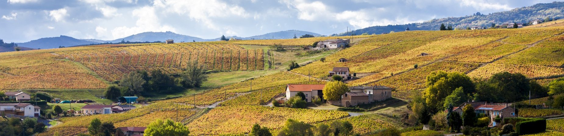 Rhône » French Wine Region » CellarTours