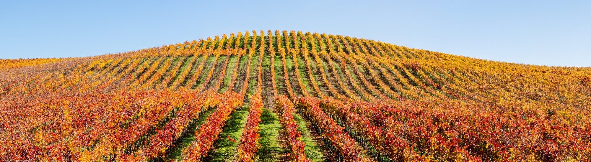 Chablis Wine Region | a Guide by Cellar Tours™