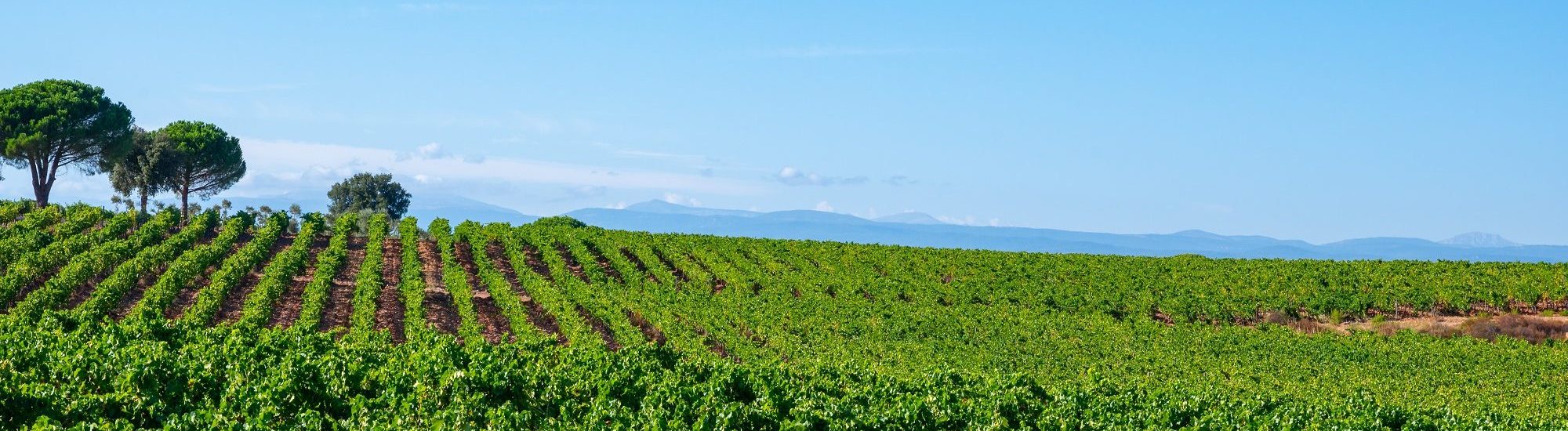 Coteaux d'Aix-en-Provence Wine Region | a Guide by Cellar Tours™