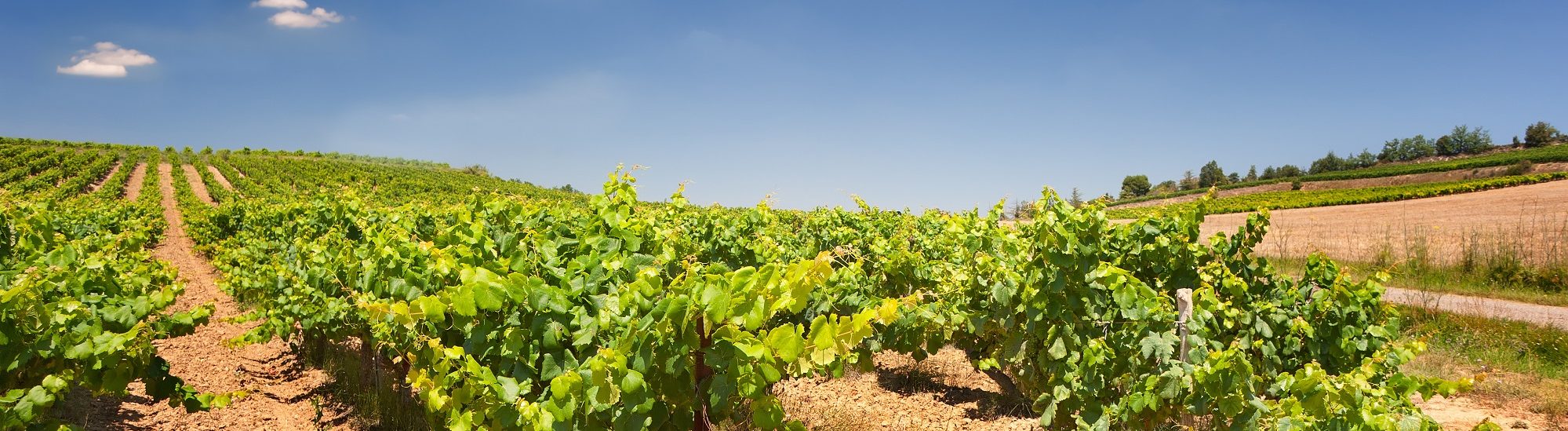 Fitou Wine Region | a Guide by Cellar Tours™