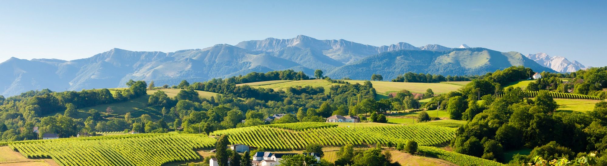 Irouléguy & Jurançon Wine Regions | a Guide by Cellar Tours™