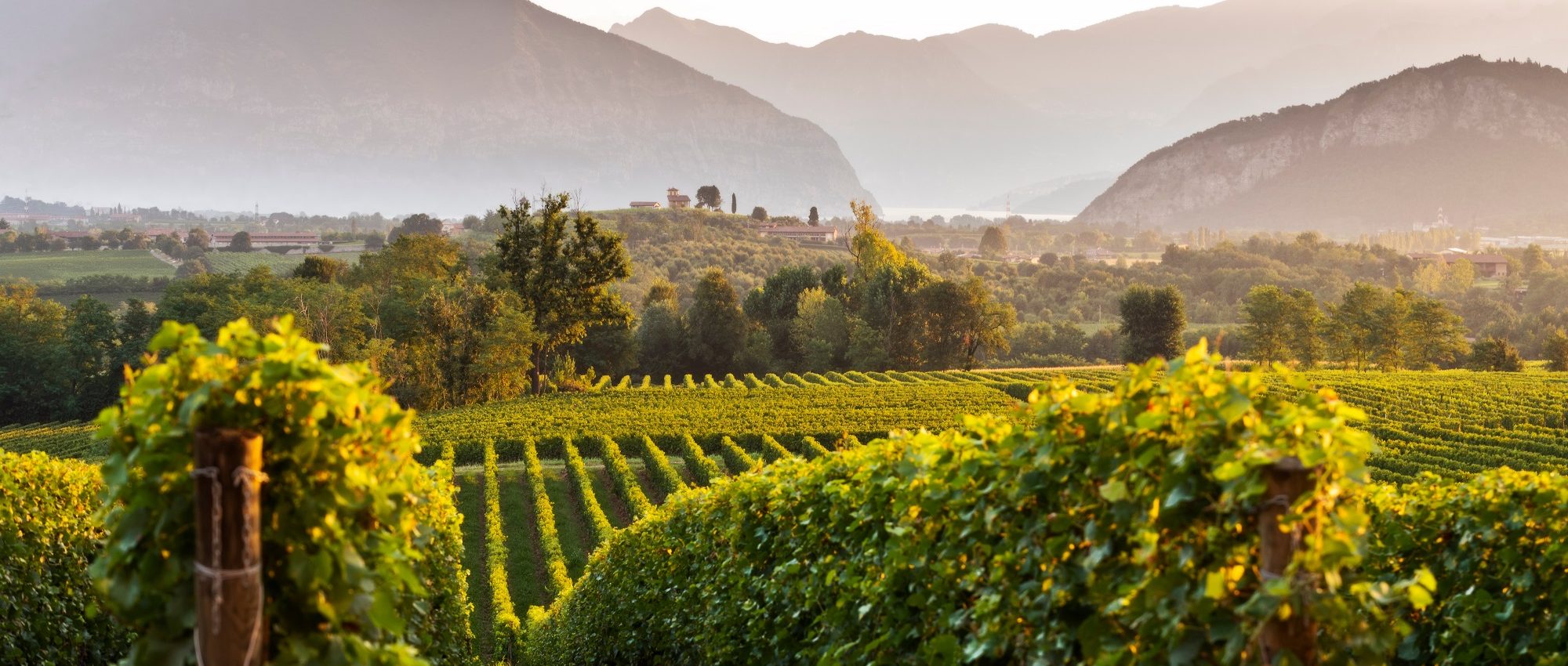 Franciacorta Wine Tour | Private Lakeside Vineyard Experiences