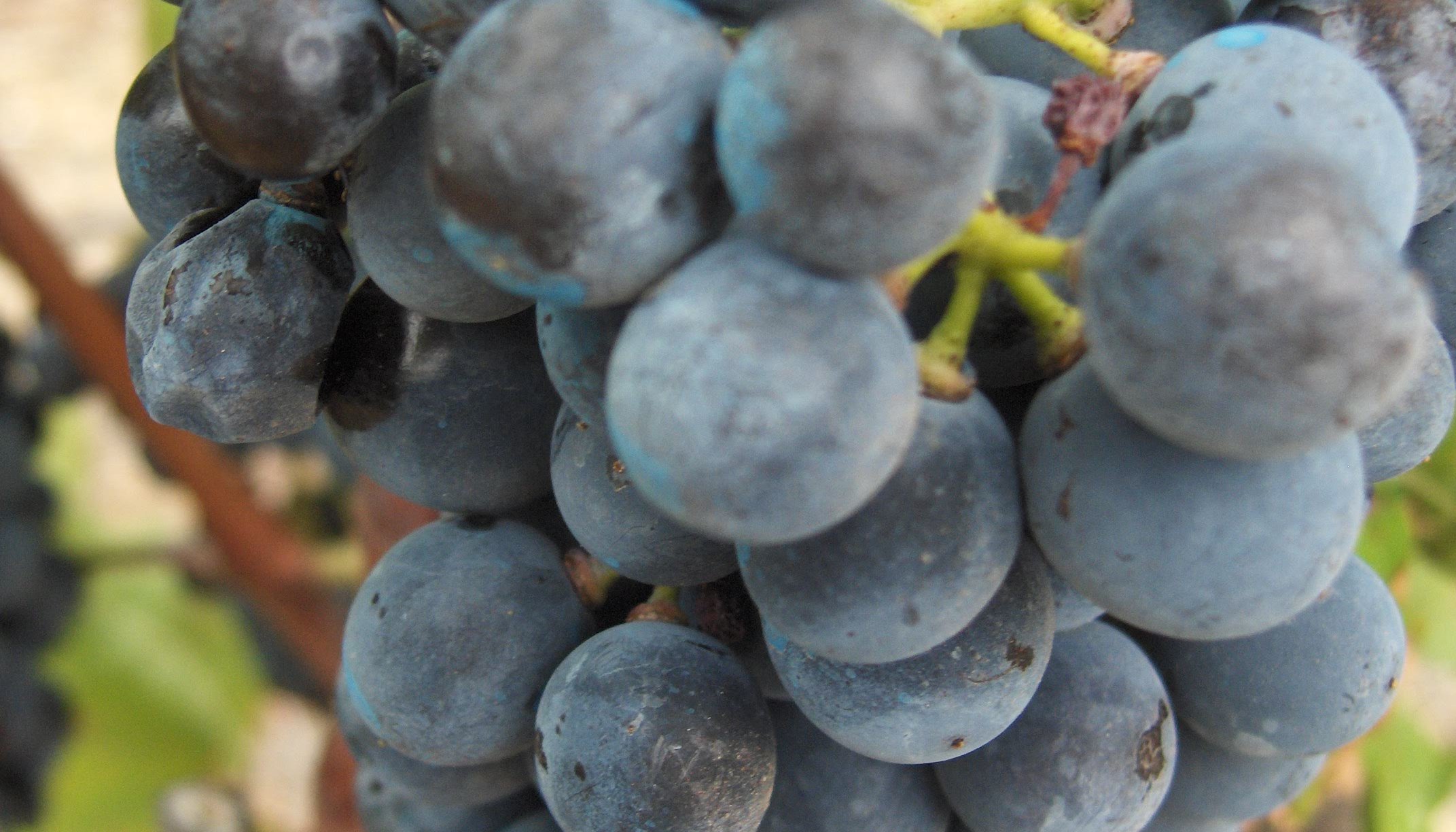 Villa Sandi » Italian Winery » Prosecco » CellarTours