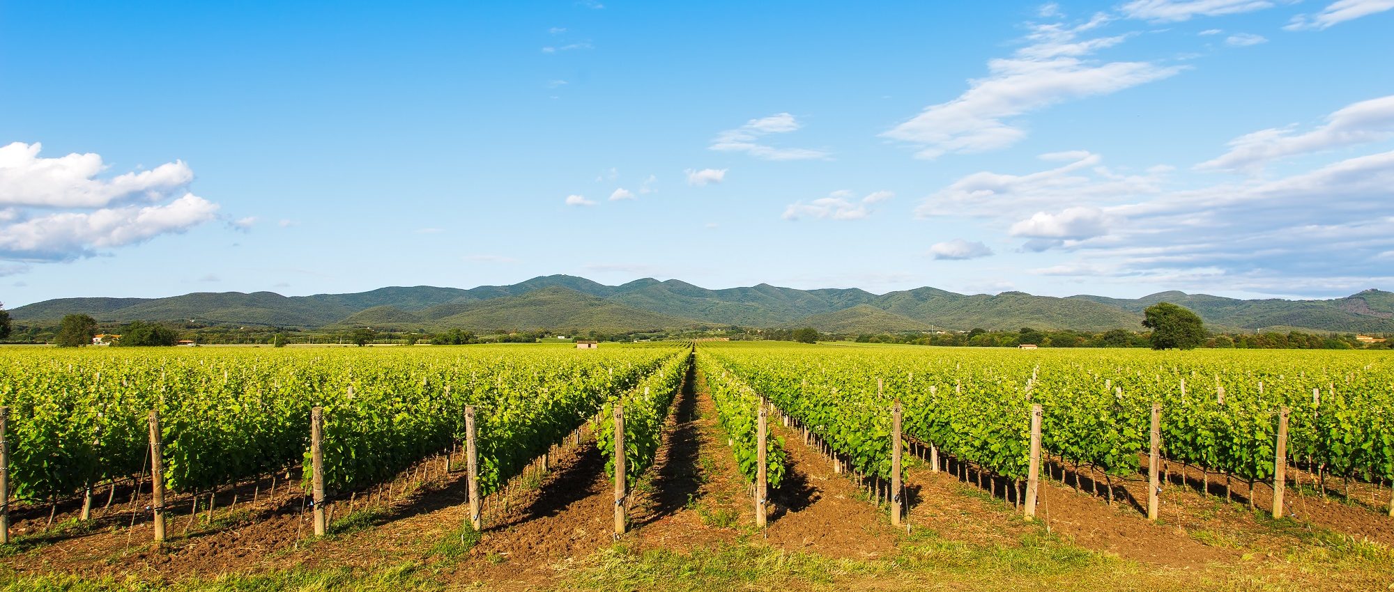 Maremma Wine Region Guide » Italian Wine Regions » CellarTours