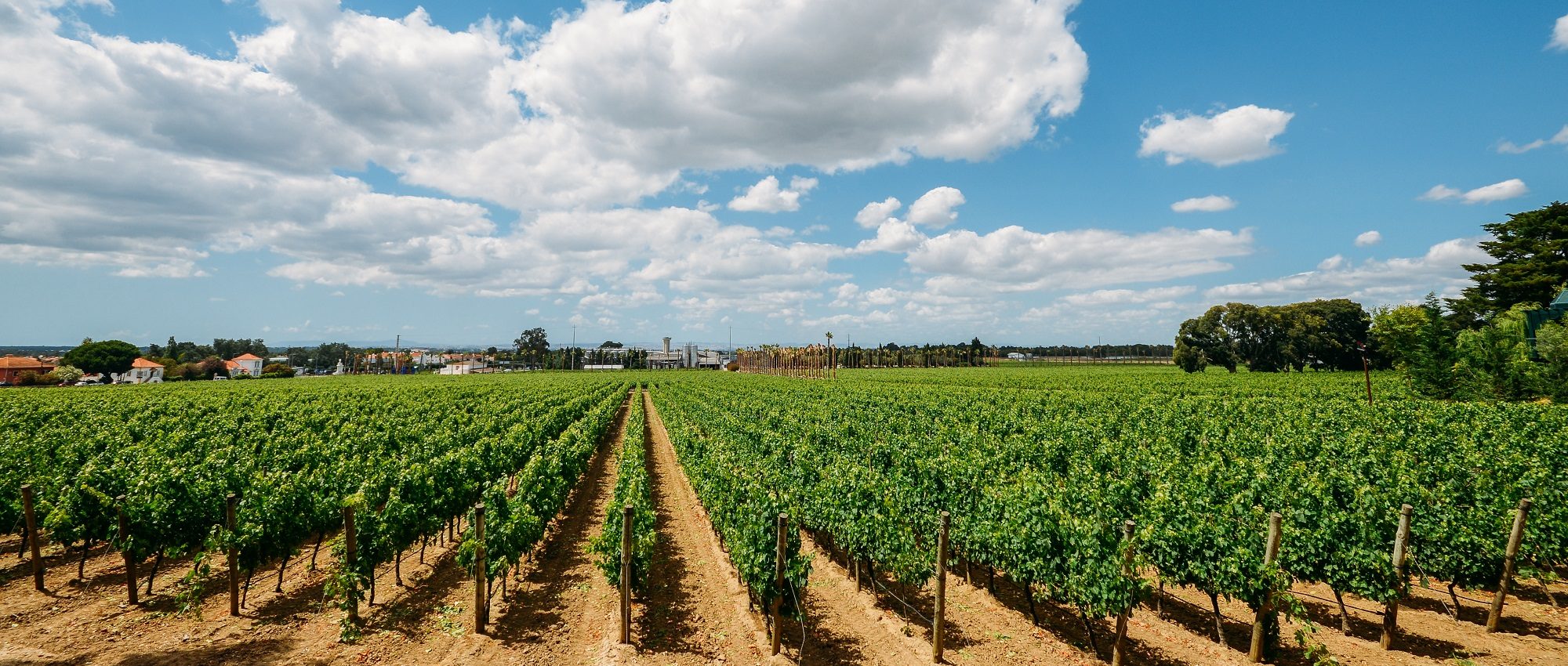 Setubal Peninsula Wine Region | a Guide by Cellar Tours™