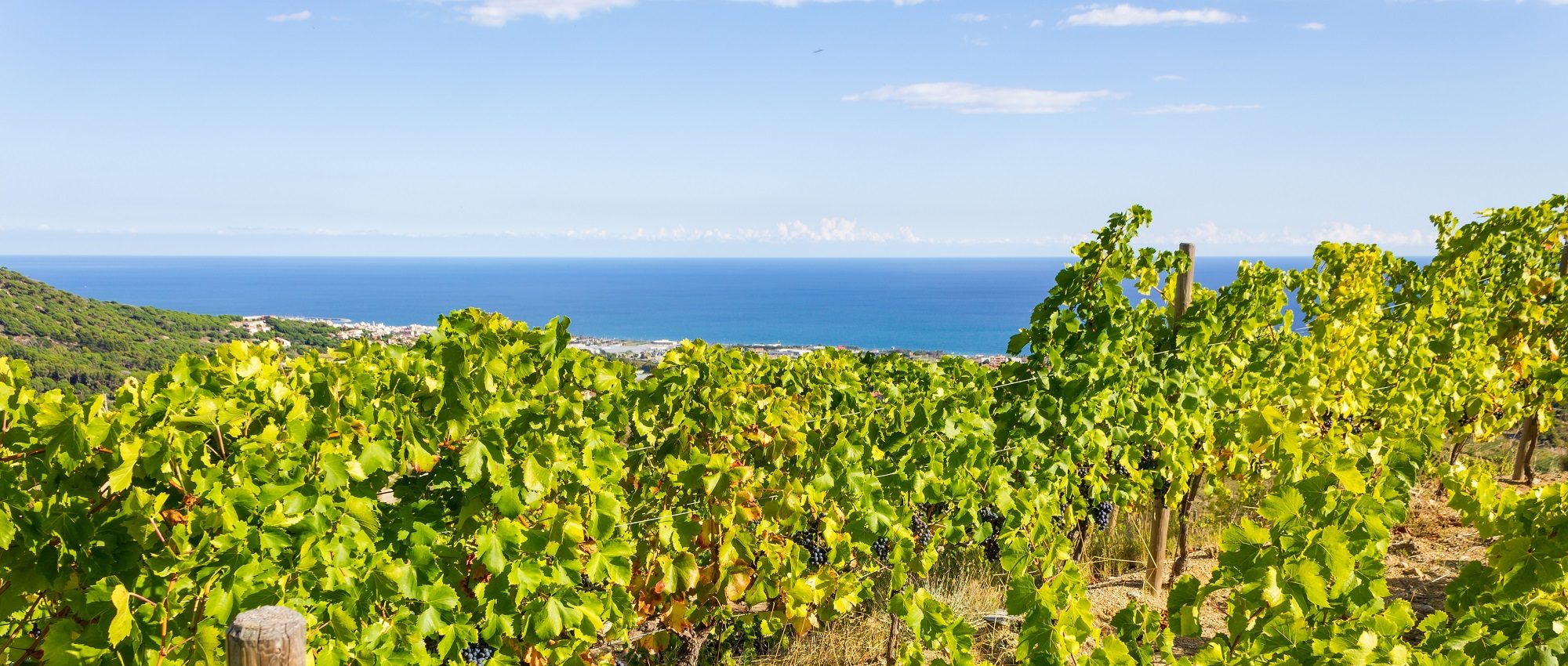 Alella Wine Region | a Guide by Cellar Tours™