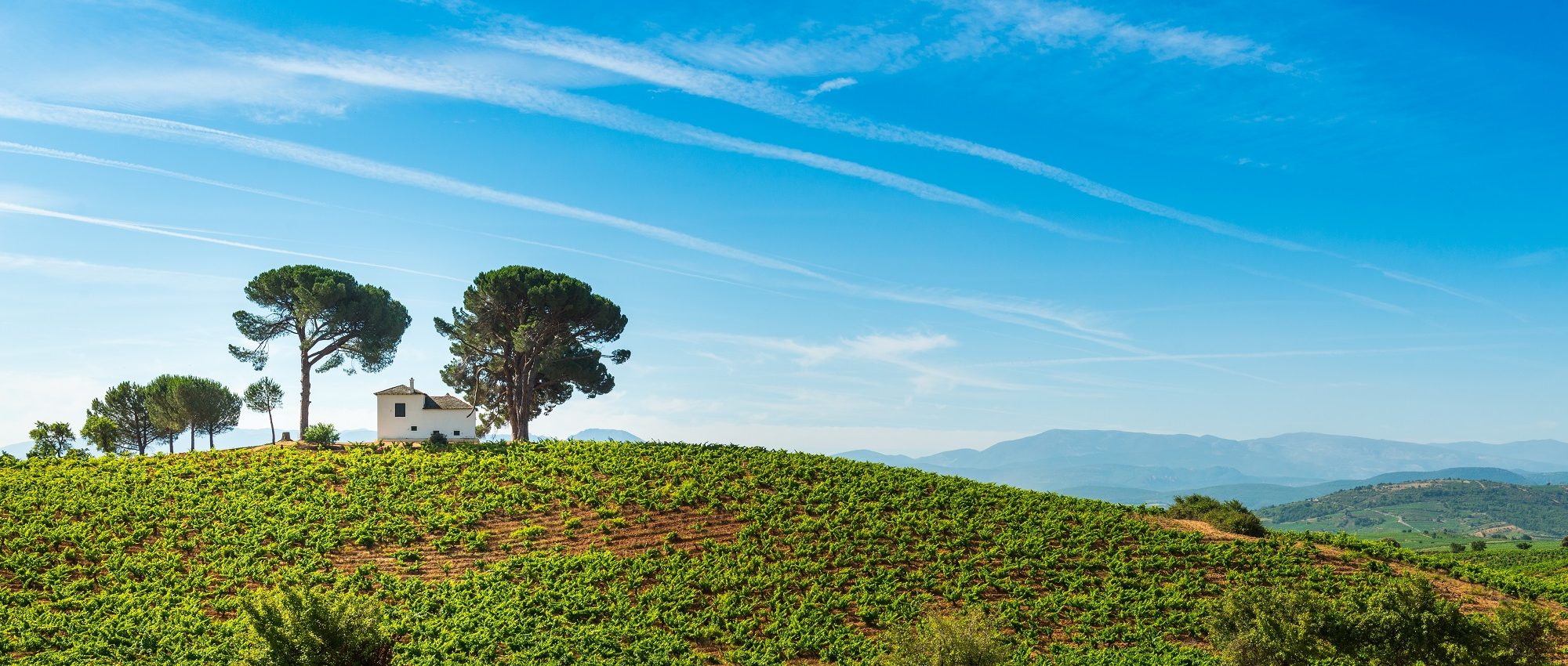 Bierzo Wine Region | a Guide by Cellar Tours™