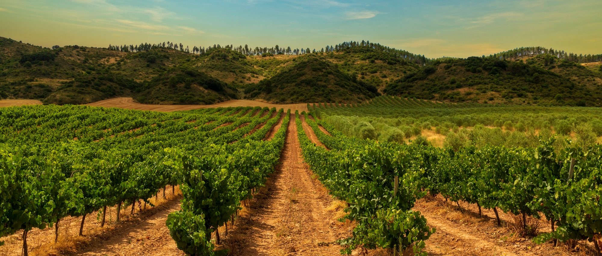 Navarra Wine Region | a Guide by Cellar Tours™