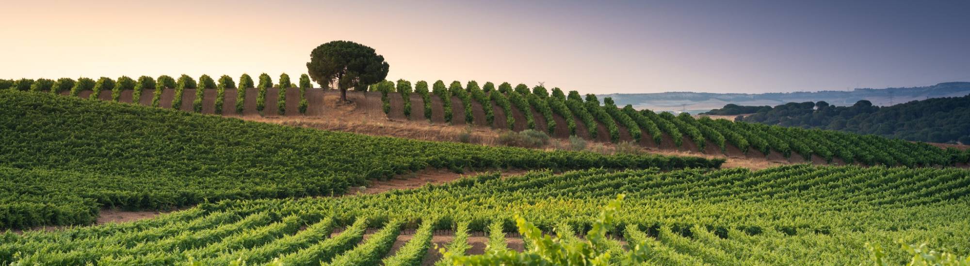 Rueda De Campo De Sunset Road Why Jumilla Wines Are A Rock Solid