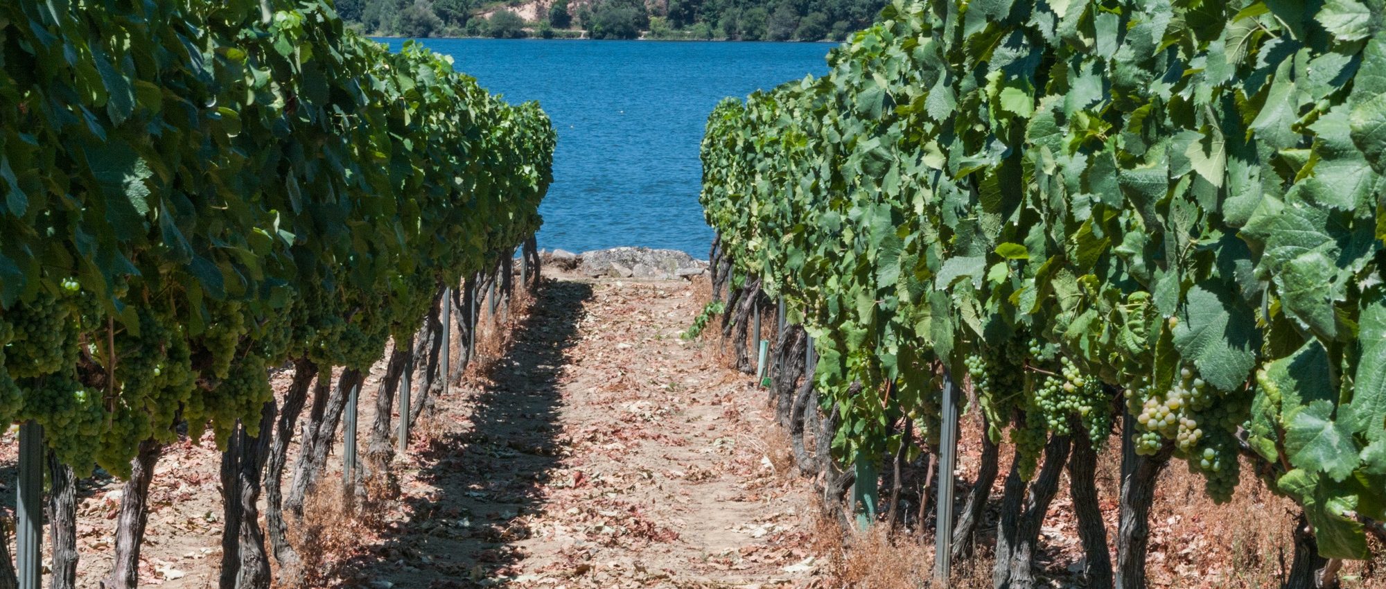 Valdeorras Wine Region | a Guide by Cellar Tours™
