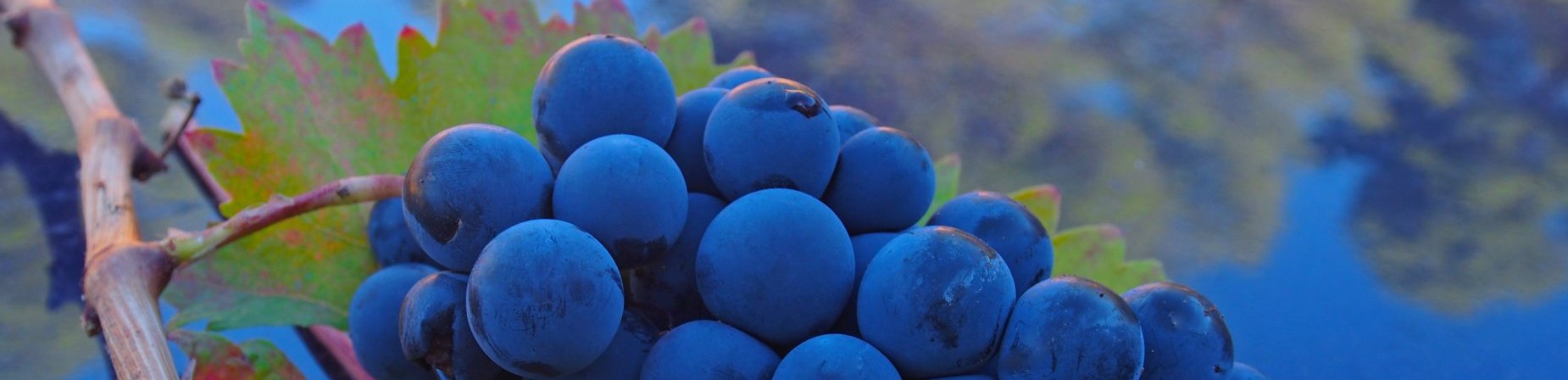 Pedro Domecq » Spanish Winery » Sherry » CellarTours